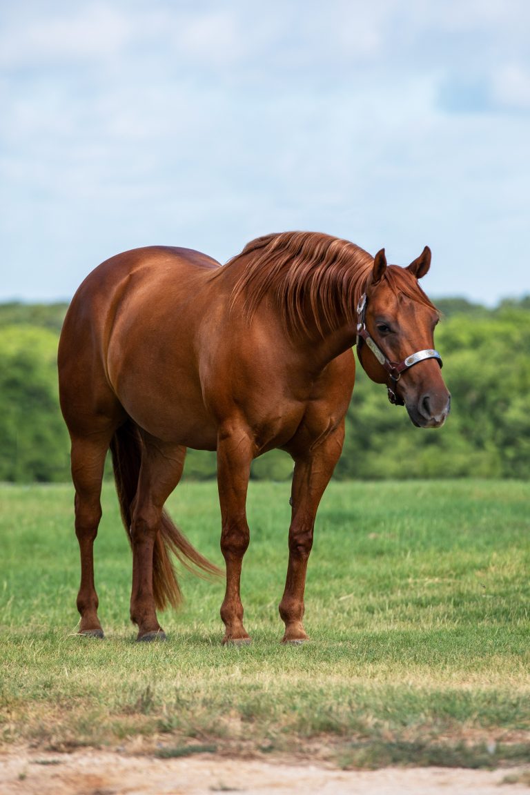 SBS Stallion Guide – Select Breeders Services