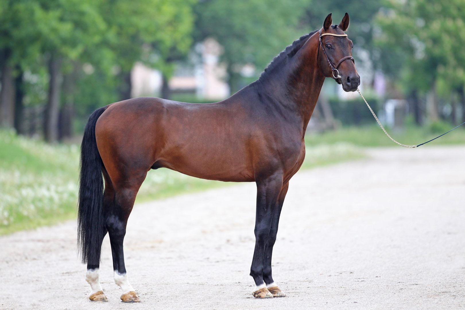 Careers / Internships – Select Breeders Services
